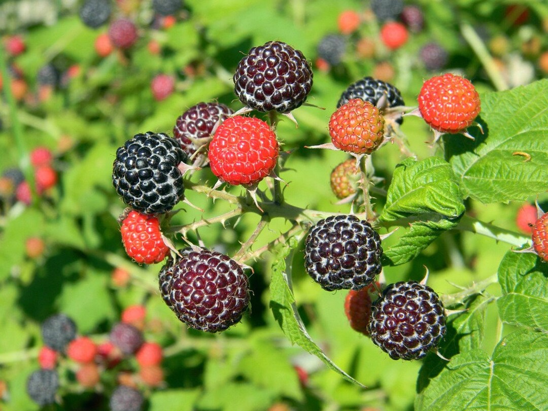 Organic 'jewel" Black Raspberry Seeds, Blackcap, Thimbleberry, Rubus ...