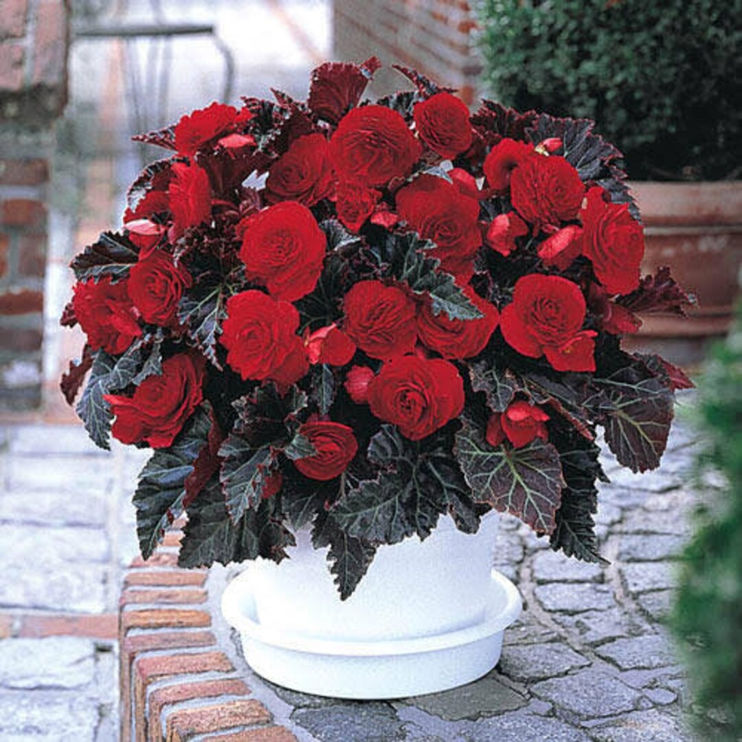 Non Stop Mocca Cherry Begonia Seeds, Black Foliage Begonia Tuberhybrida ...