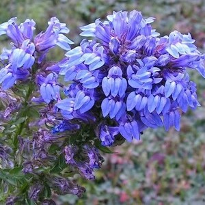 Bulk Great Blue Cardinal Flower Seeds, Lobelia Siphilitica LO211C - Etsy