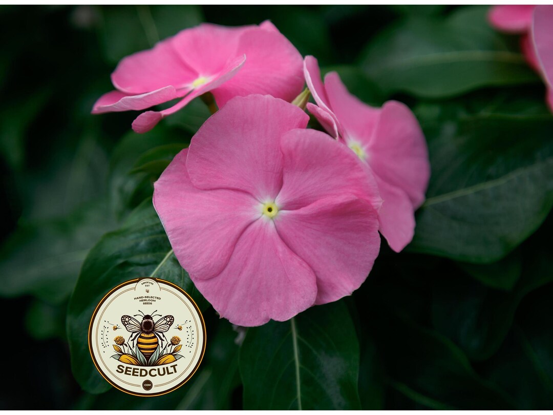 NEW! Virtuosa Pink Vinca Seeds, Periwinkle, Catharanthus Roseus VN2225 ...