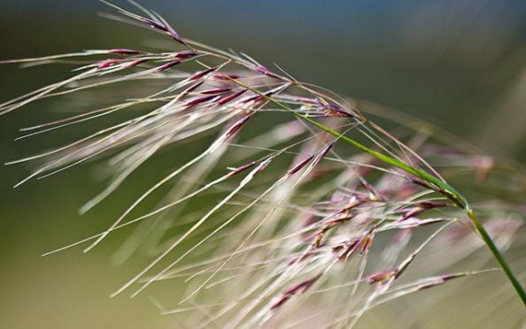 Purple Needlegrass Seeds, California Native Official State Grass ...