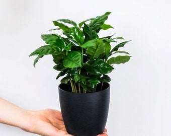 Dwarf Coffee Tree - Etsy