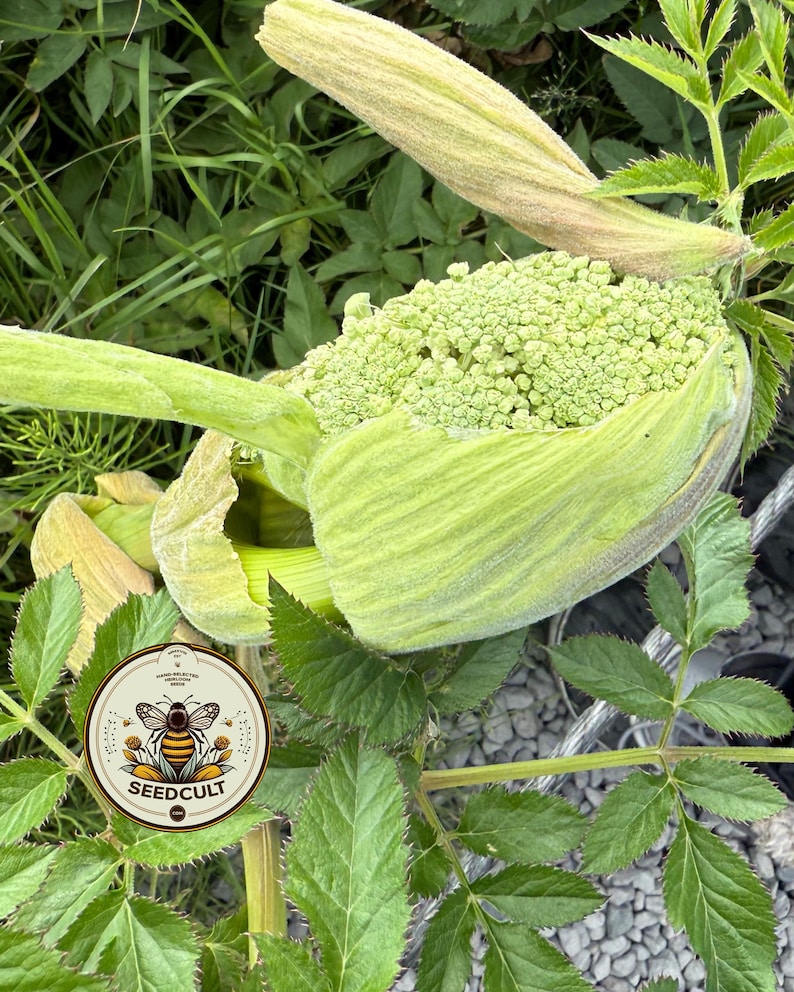 Holy Ghost, Angelica Seeds, Angelica Archangelica AN0150 - Etsy