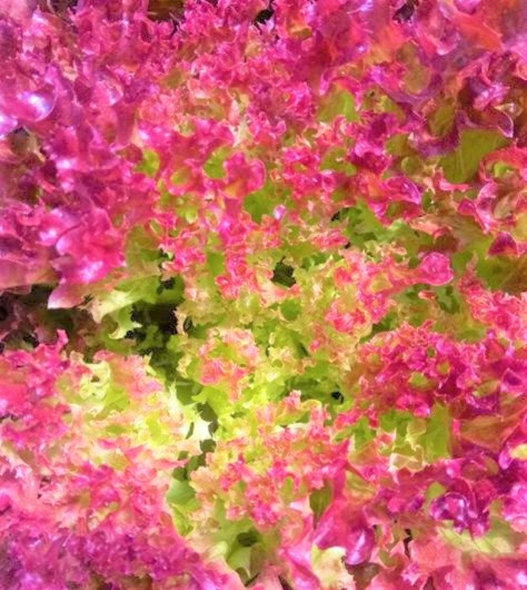 Bulk Pink Lettuce Seeds, Certified Organic Lollo Rosso Pink Passion ...