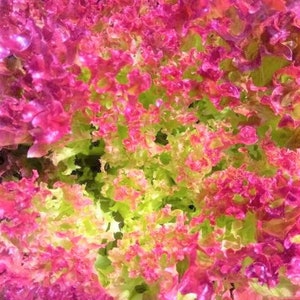 Bulk Pink Lettuce Seeds, Certified Organic Lollo Rosso Pink Passion ...