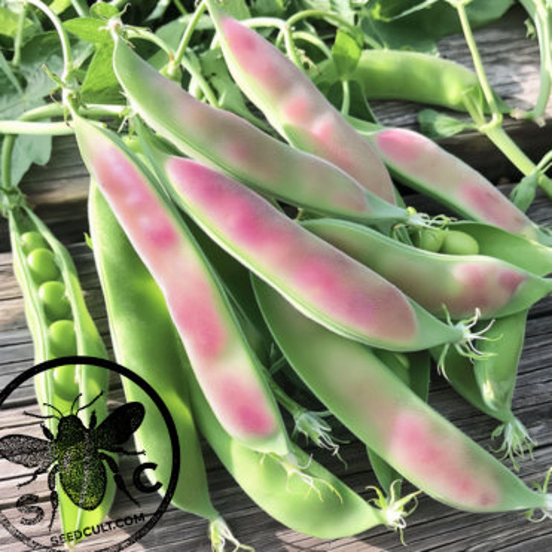 Spring Blush Pea Seeds, Pink and Green, Pisum Sativum PI0525 - Etsy