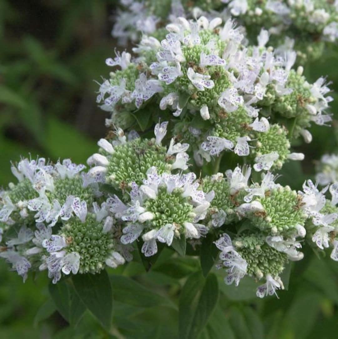 Bulk Mountain Mint Seeds, Native American Pycnanthemum Pilosum, Hairy ...