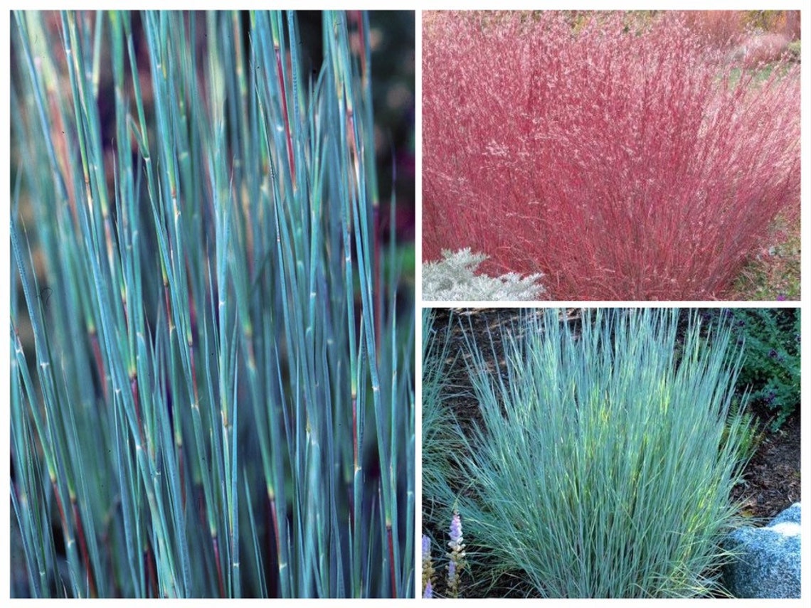 1000 Little Blue Stem Grass Seeds, Schizachyrium Scoparium SZ011MR - Etsy