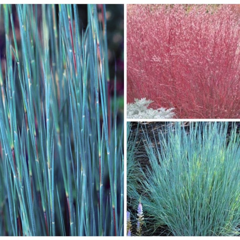 Bluestem Grass - Etsy