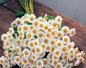 Feverfew Chrysanthemum Parthenium Matricaria Campagne Magic Single ...