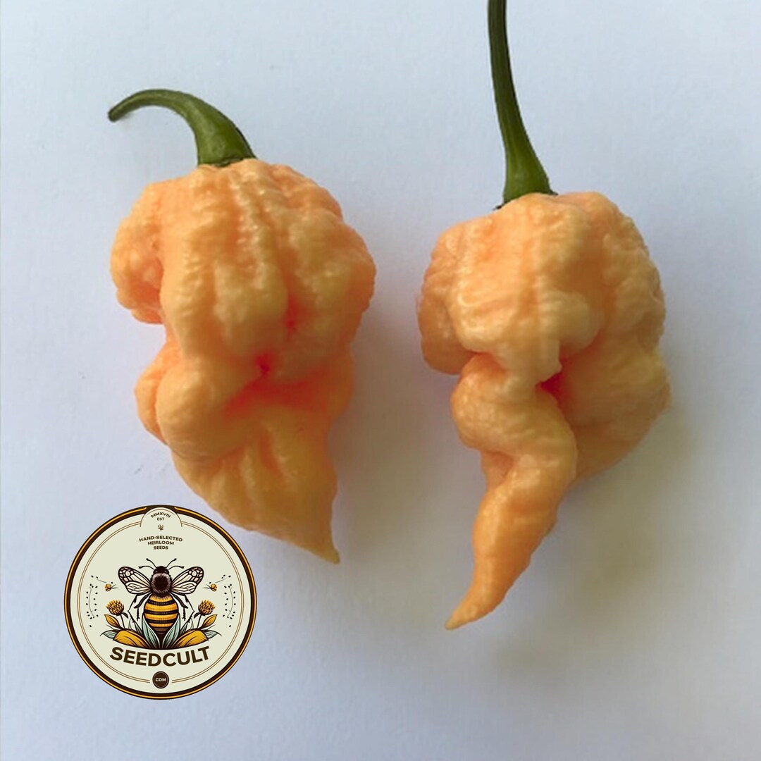 NEW! 5 Peach California Reaper Pepper Seeds, Capsicum Chinense, CH3605 ...
