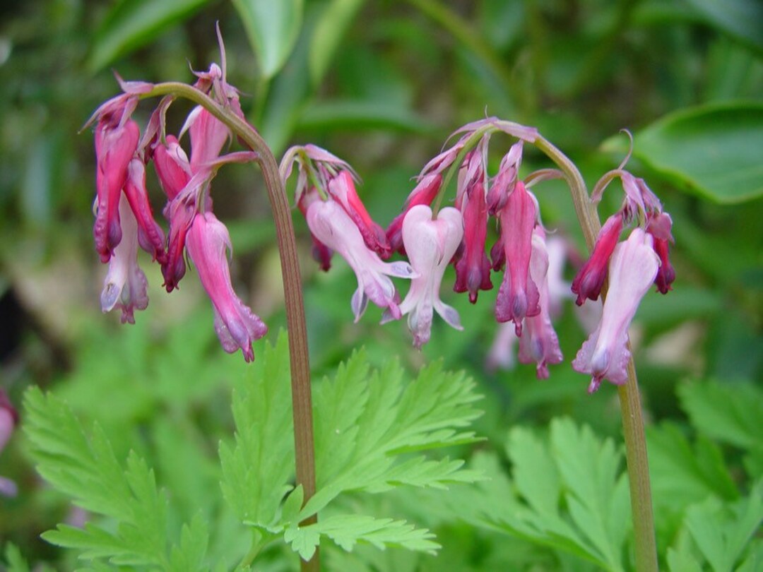 Wild Bleeding Heart Seeds, US Native Wildflowers, Fringed Bleeding ...