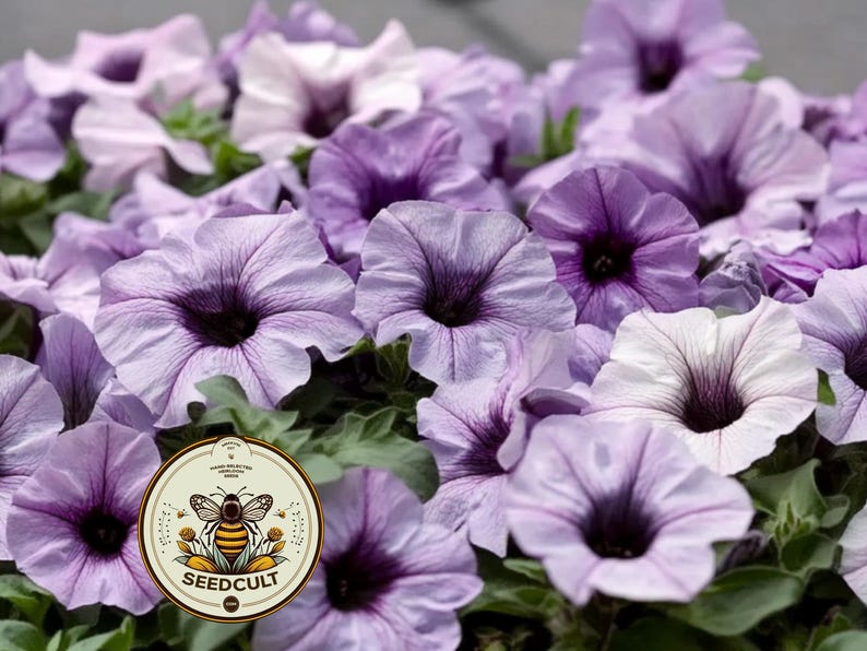 Madness Plum Crazy Petunia Seeds, Pelleted for Easier Sowing and ...