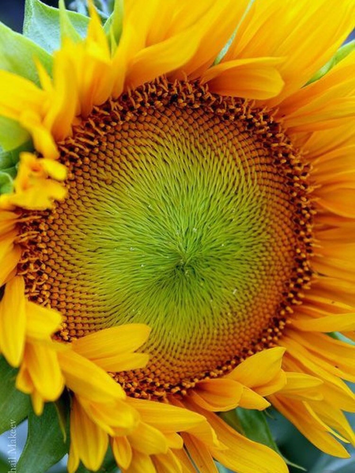 Container Dwarf Sunspot Sunflower Seeds Miniature Helianthus | Etsy
