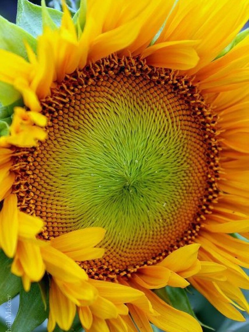 Container Dwarf Sunspot Sunflower Seeds Miniature Helianthus | Etsy