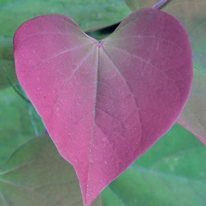 Western Redbud, California Red Bud Tree Seeds, Bonsai, Cercis ...