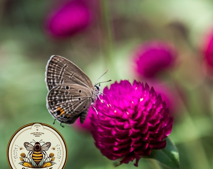 Purple Gomphrena Seeds, Gomphrena Globosa, Globe Amaranth, QIS (quality ...