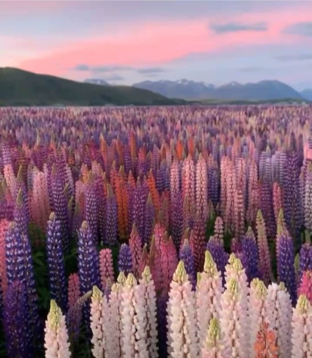 Rainbow Lupine 9 Color Mix Seeds, Lupinus Polyphyllus LP0150 - Etsy