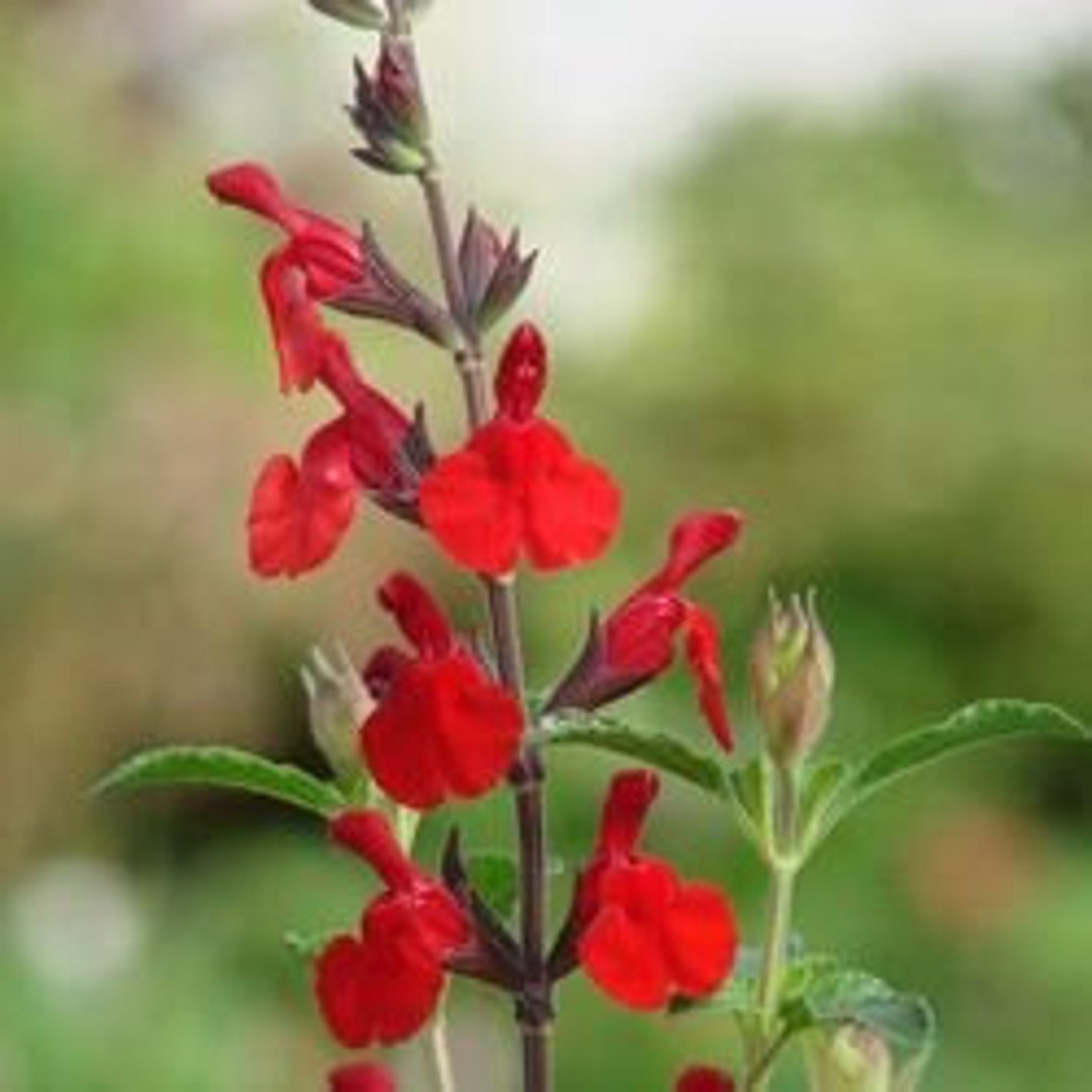 Scarlet Blood Sage Seeds, Butterfly and Hummingbird Magnet, Red Sage ...
