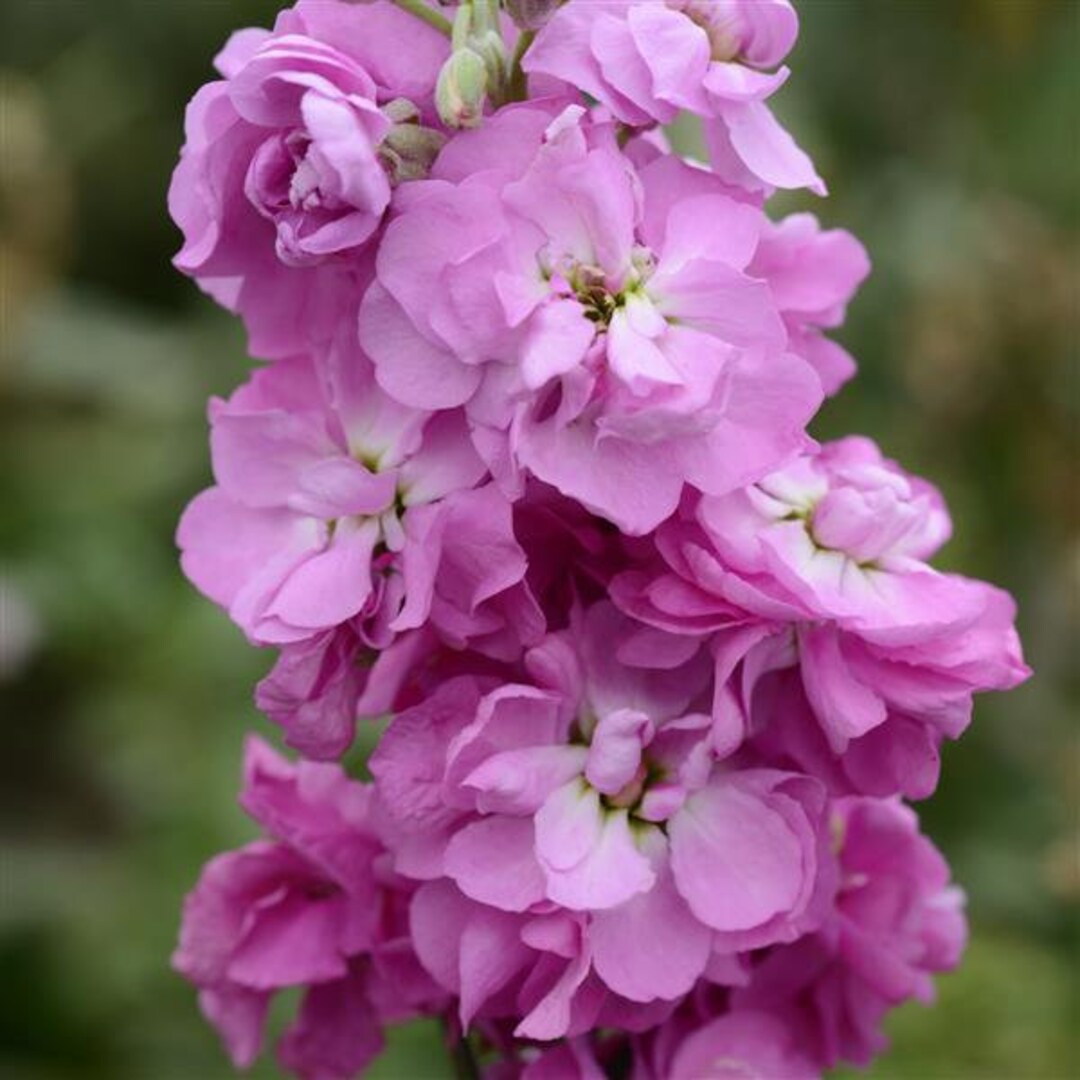 50 Pink Stock Seeds, No. 22 Highly Fragrant Column Stock, Matthiola ...