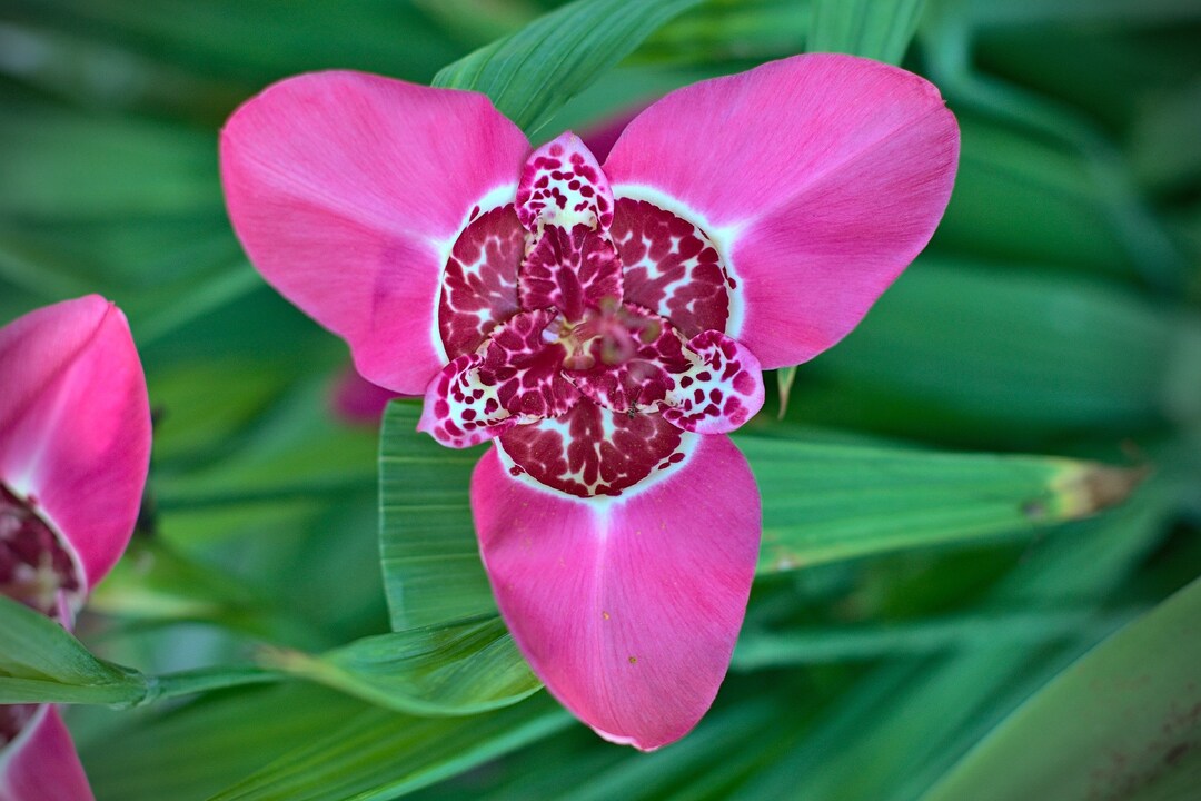 Rare Pink Peacock Tiger Flower Seeds, Lilacea Tigridia Pavonia TI4005 ...