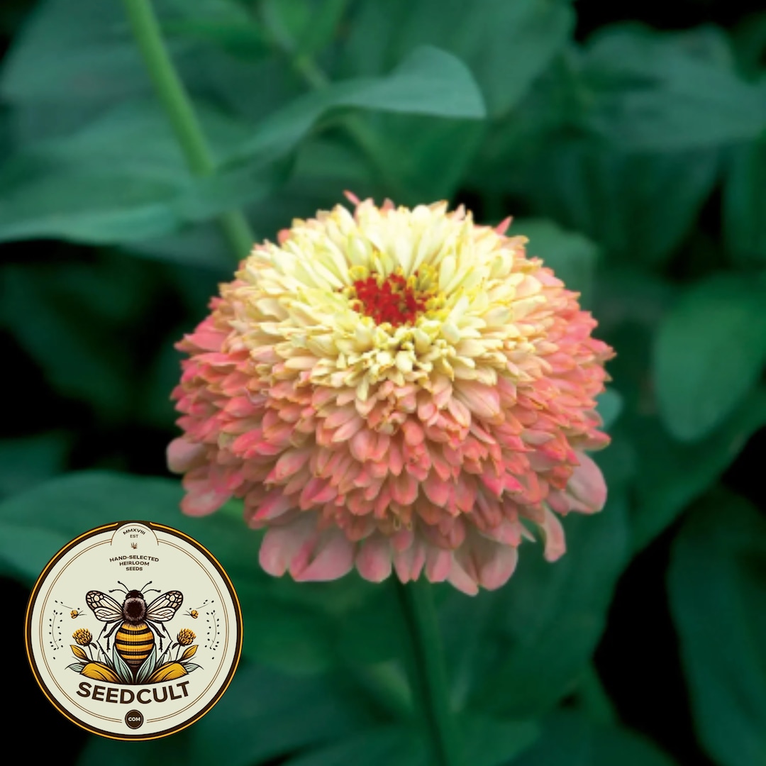 Zinderella Peach Zinnia Seeds, Zinnia Elegans ZE2910 - Etsy