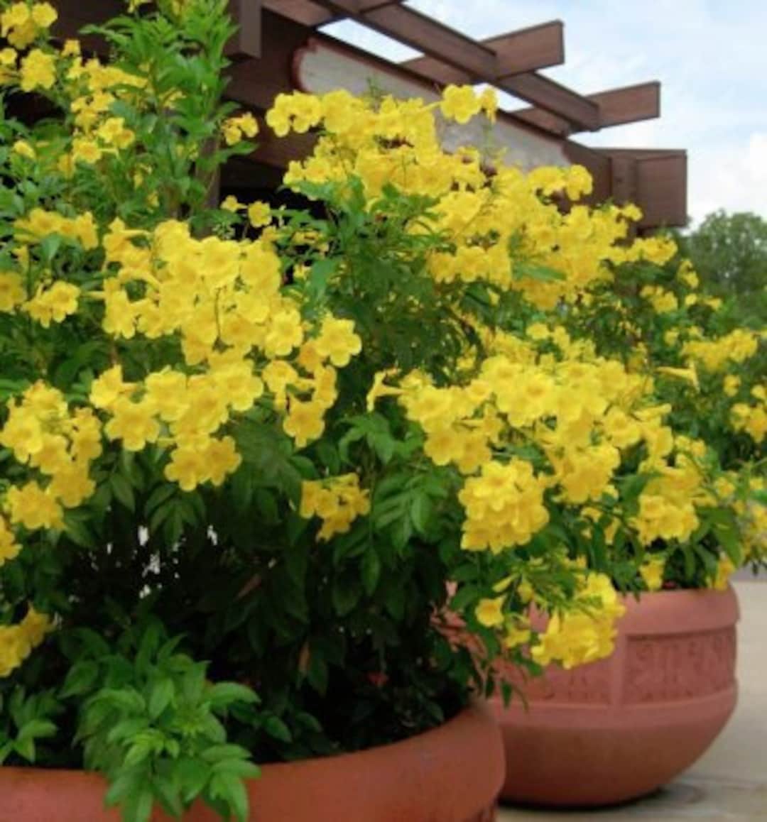 Texas Yellow Bell Bush, Gold Star Esperenza, Trumpet Flower, Yellow ...