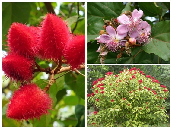 FRESH PICKED 10 Lipstick Tree Seeds Annatto Bixa Orellanam - Etsy