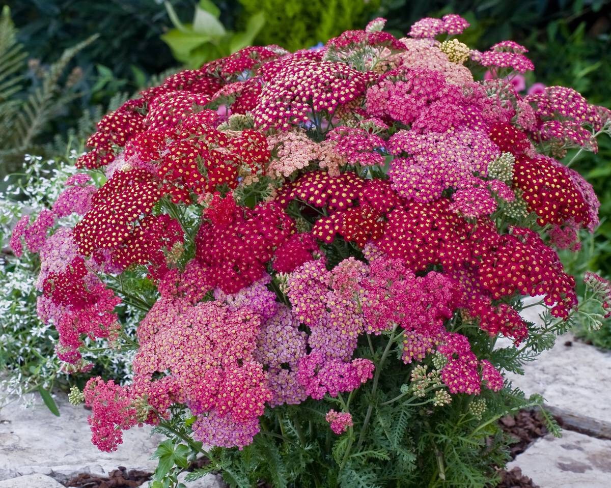 100 Summer Berries Yarrow Seeds Certified Organic Medicinal - Etsy