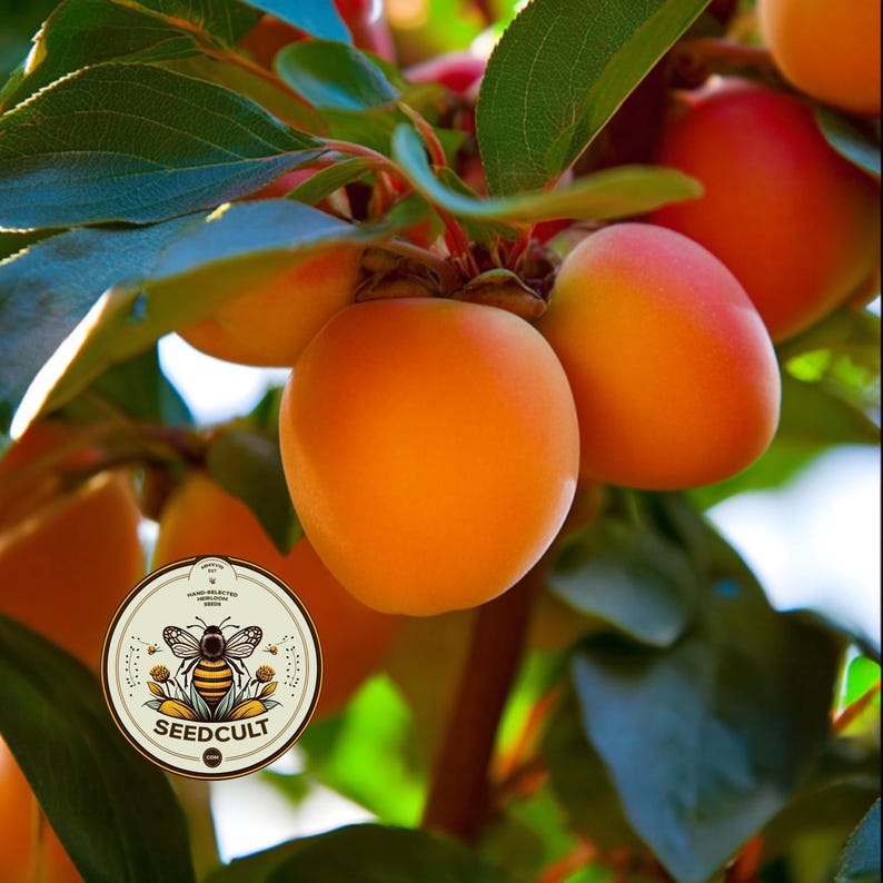 NEW! American Persimmon Tree Seeds, Diospyros Virginiana, DP0125R - Etsy