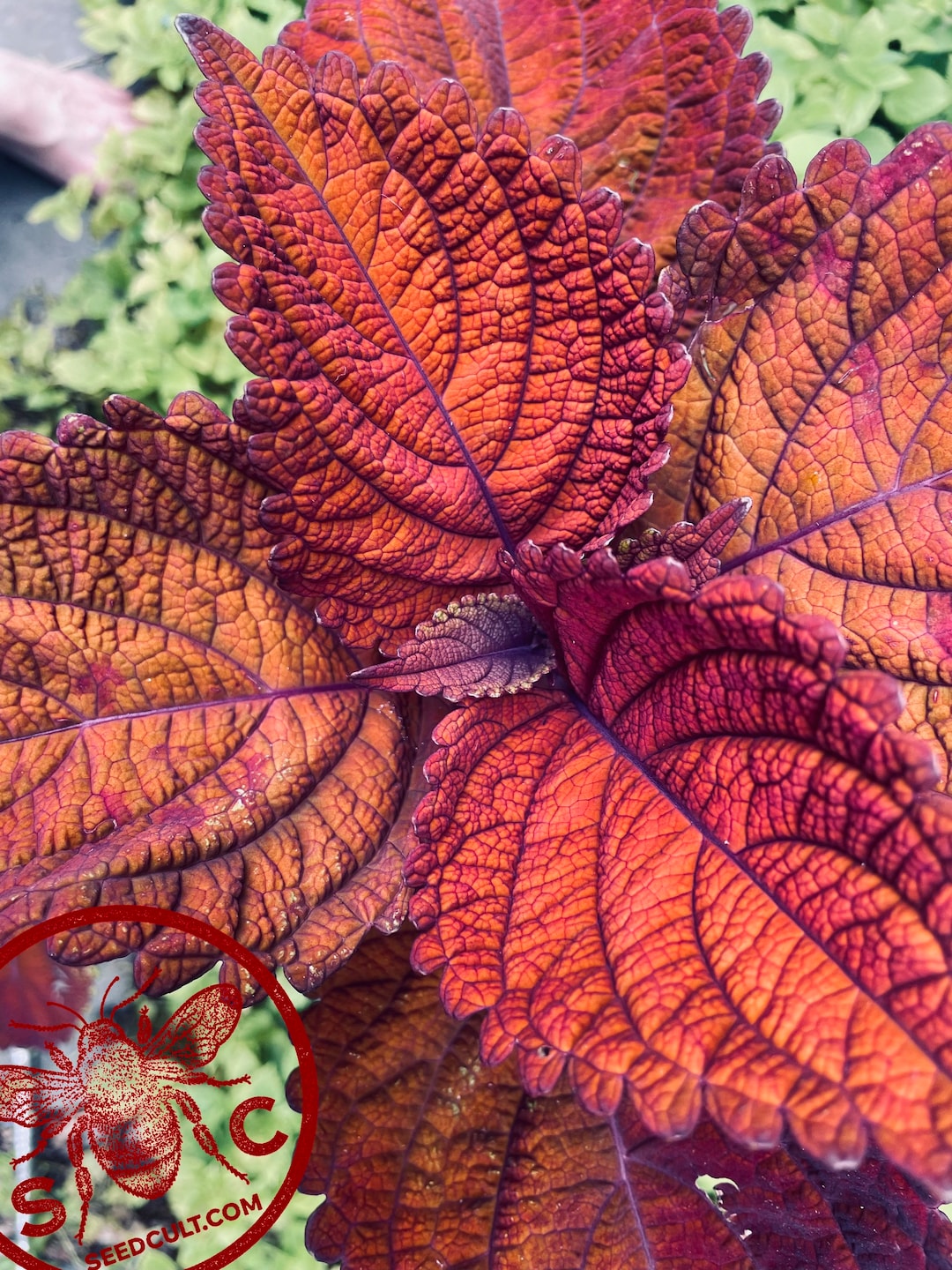 Rainbow Volcano Coleus Seeds, Super Rainbow Volcano, Indoor, Coleus for ...