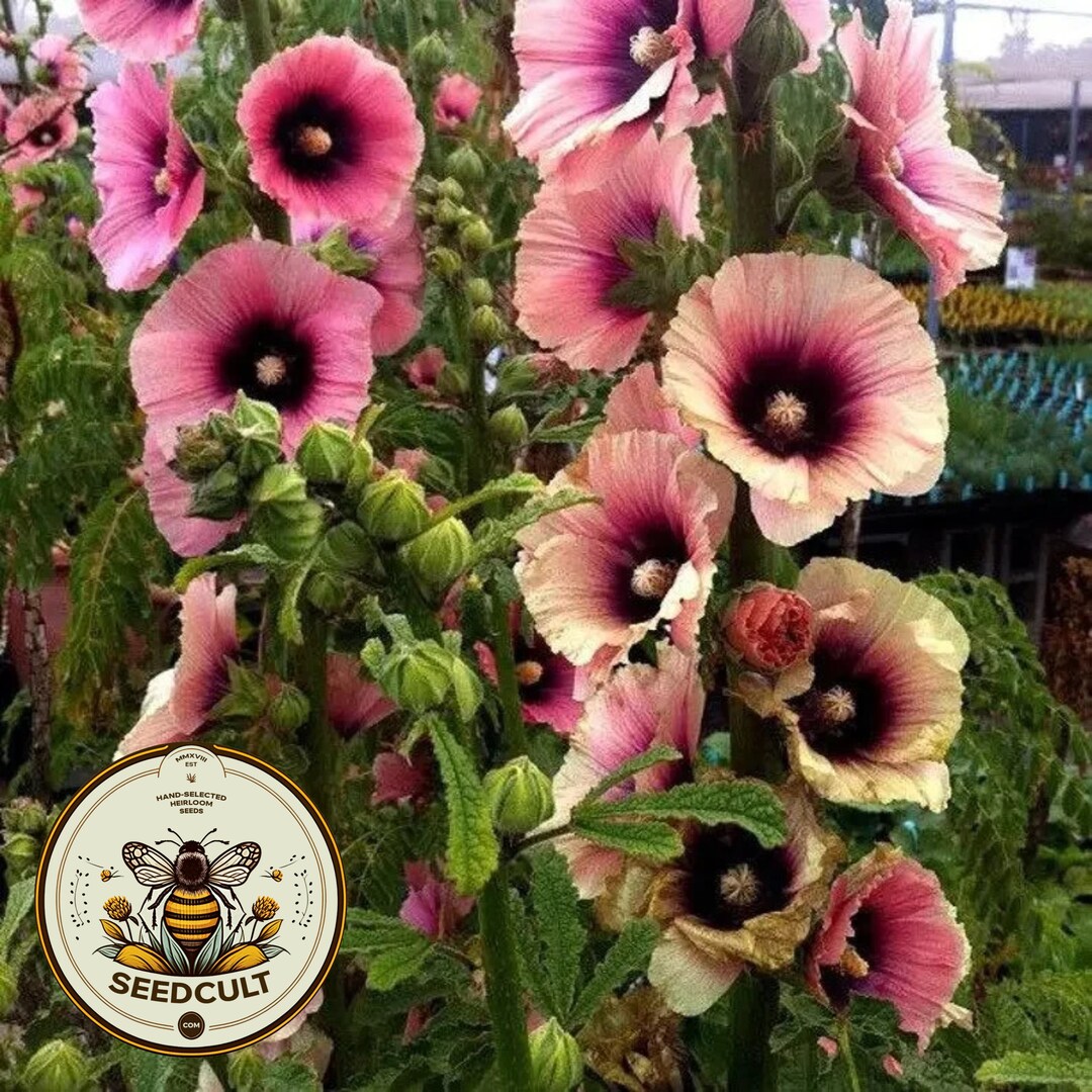 Apricot Halo Hollyhock Seeds, Alcea Rosea AL8510 - Etsy
