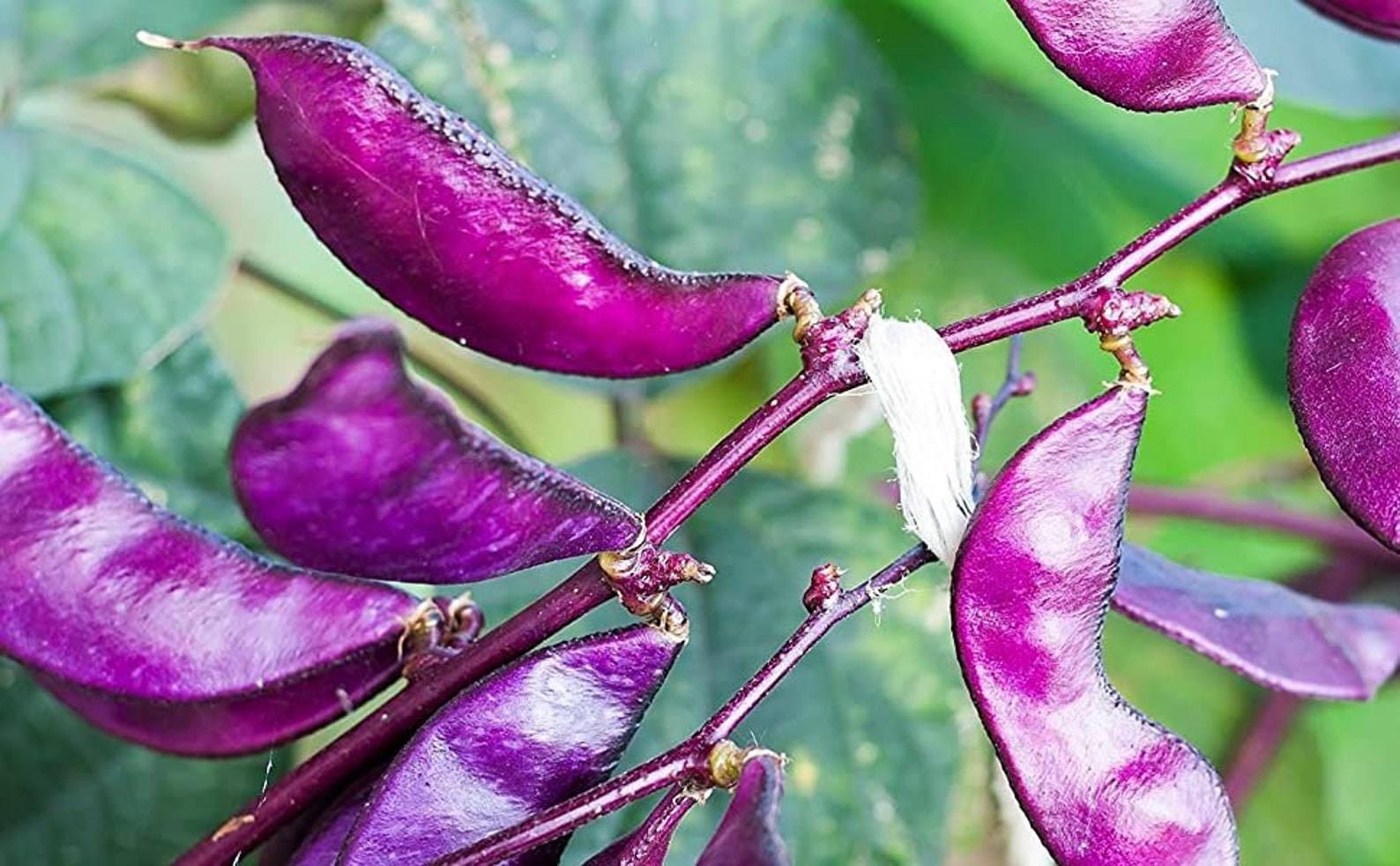 Hyacinth Bean Seeds, Ruby Moon, Lablab Purpureus LB0110 - Etsy
