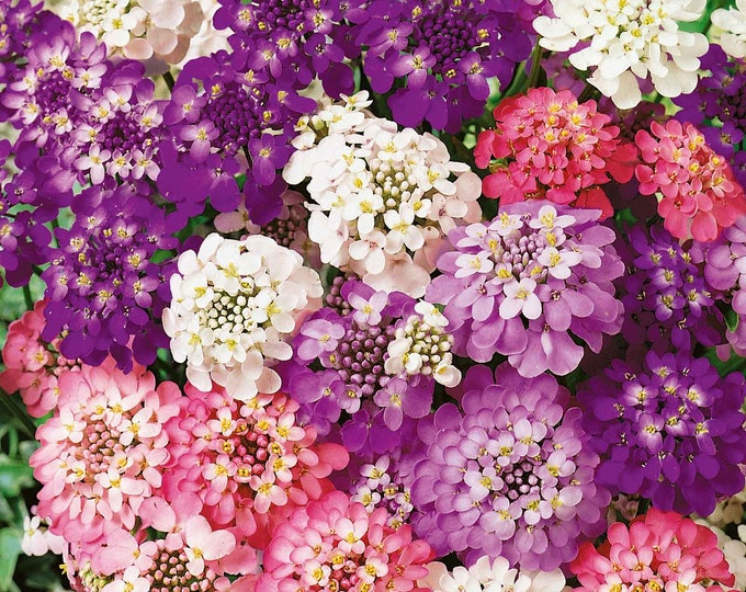 Candytuft iberis Gibraltarica, Gibraltar Candytuft 20 Flower Seeds - Etsy