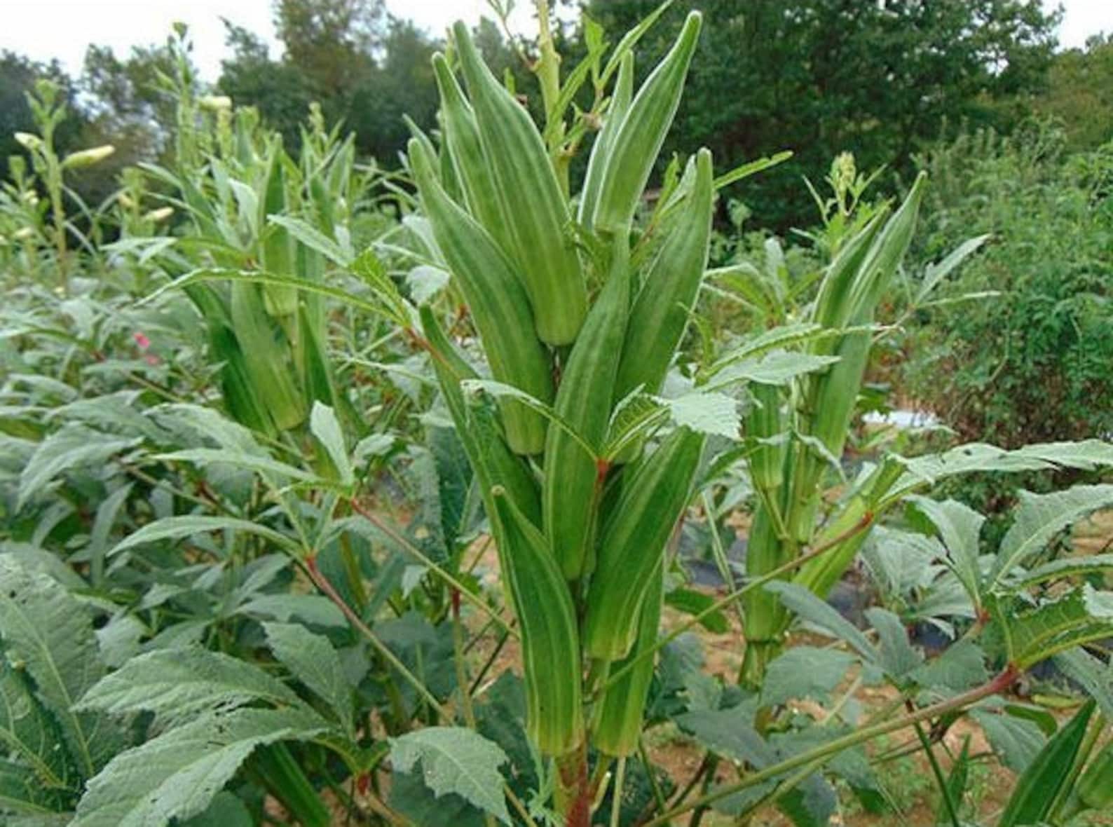 Énormes graines de gombo Heavy Hitter, veule, plantation d'été ...