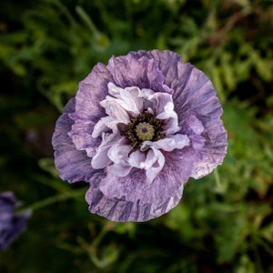 Amazing Grey Poppy Seeds, Gray Poppies, Papaver Rhoeas PR0250R - Etsy