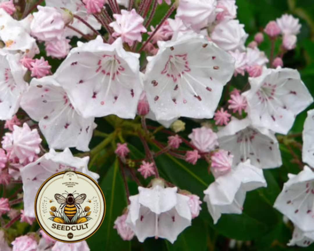 Bulk 100 Mountain Laurel Seeds, Spoonwood, Kalmia Latifolia KA011C - Etsy