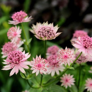 Astrantia Major Rose Symphony Seeds, Masterwort, Hattie’s Pincushion ...