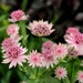 Astrantia Major Rose Symphony Seeds, Masterwort, Hattie’s Pincushion ...
