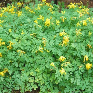 Rare False Golden Bleeding Heart Seeds, Corydalis Lutea CY2010R - Etsy