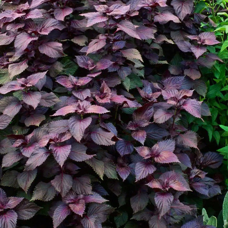 Black Purple Coelius - Etsy