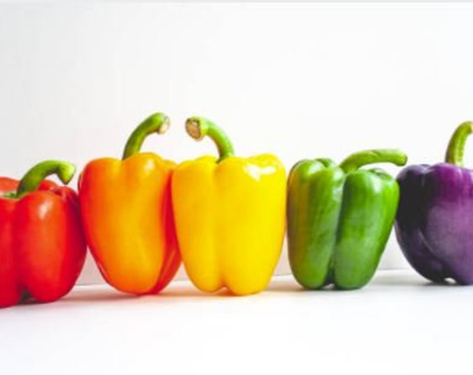 30 Organic Rainbow Bell Pepper Seeds, Assorted Sweet Peppers, Capsicum ...