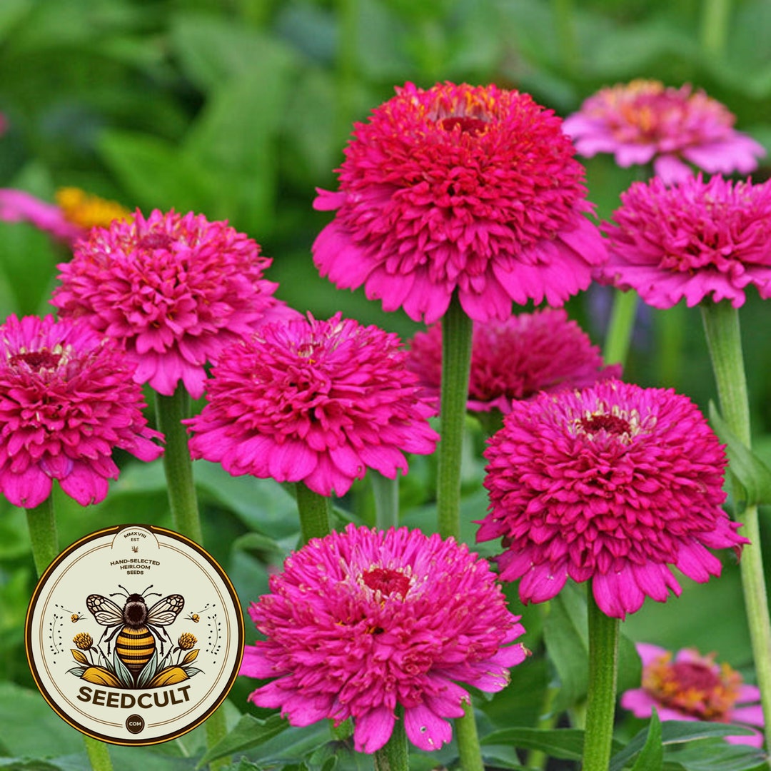 Zinderella Purple Zinnia Seeds, 10 Seeds, Zinnia Elegans ZE3010 - Etsy