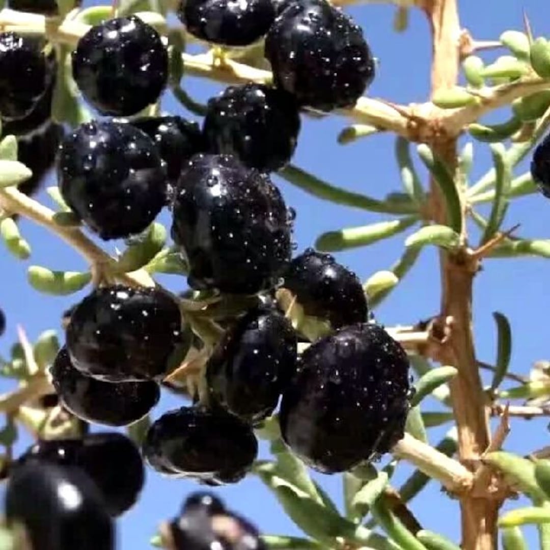Rare Black Goji Berry Seeds, Wolfberry, Lycium Ruthenicum LY8010 - Etsy