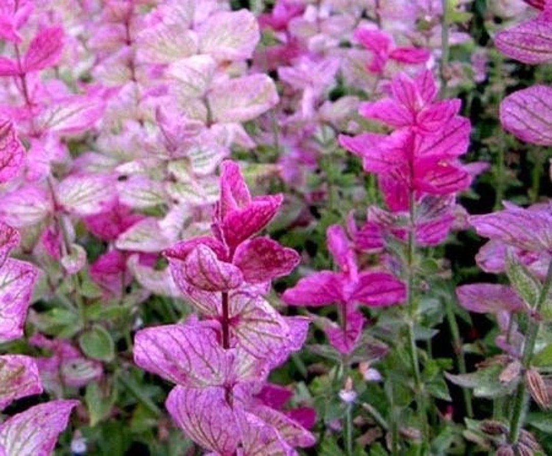 Bulk Pink Sunday Sage Seeds, Salvia Hominum SA031C - Etsy