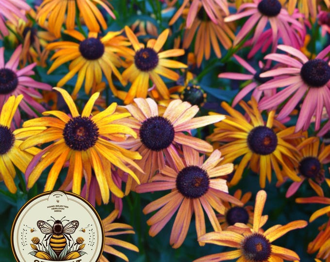 Chim Chiminee Rudbeckia Seeds, Black Eyed Susan, Rudbeckia Hirta RU0825 ...