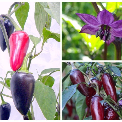 Tequila Sunrise Sweet Pepper Seeds | Etsy