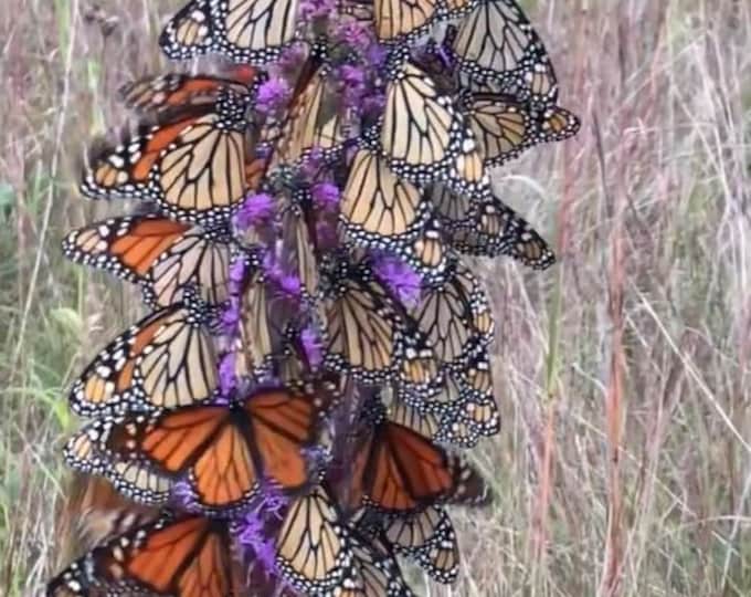 100 BUTTERFLYMAGNET Meadow Blazing Star Seeds, Monarch Magnet Seeds ...