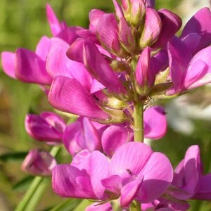 Utah Sweetvetch Seeds, US and Canadian Native, Hedysarum Boreale HE4025 ...
