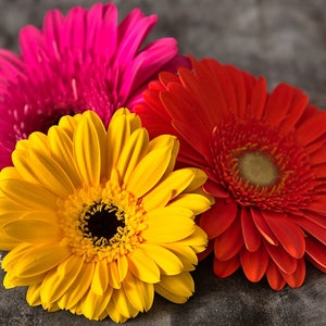 Giant Gerbera Daisy Hybrid Seeds Mix, Gerbera Jamesonii GE0110 - Etsy